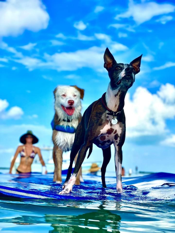 Gallery - Salty Bottom Boats